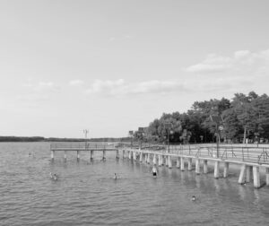 Tipuri de frunze: Introducere în lumea vegetației - Energie Sustenabila